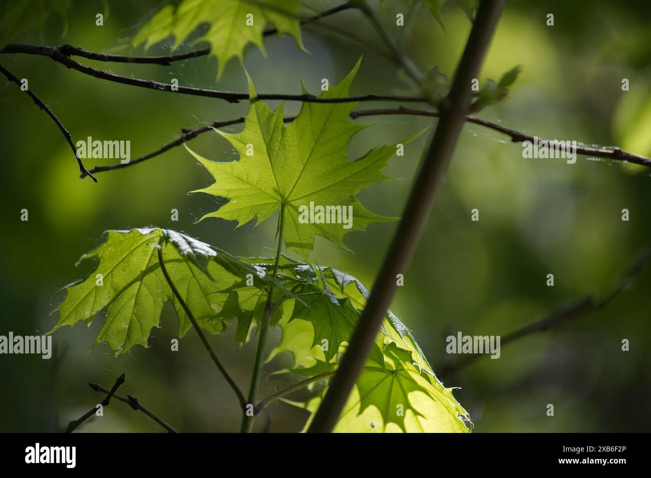 Highlights various sizes hi-res stock photography and images - Alamy