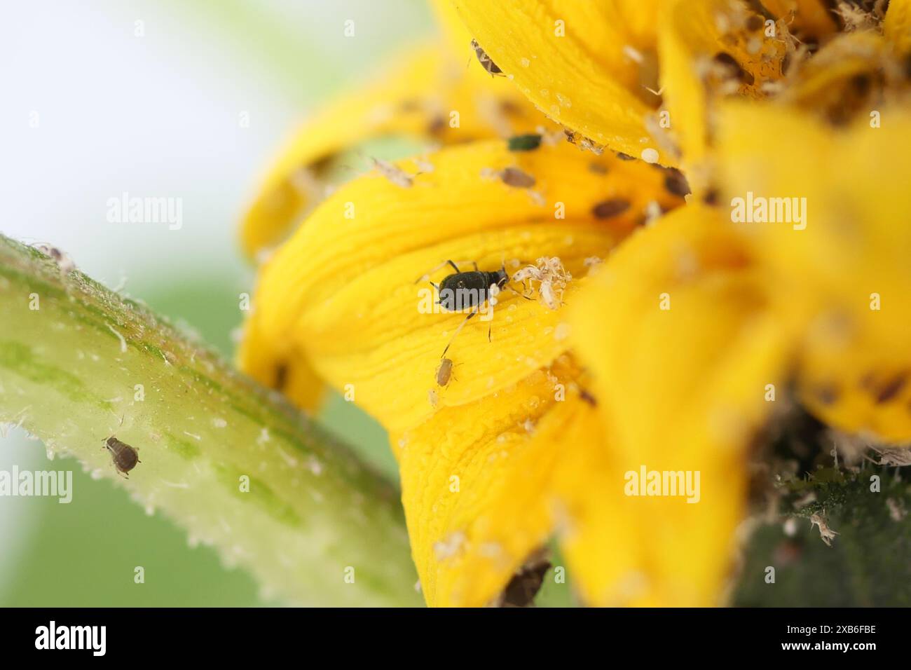 Observation of Aphids and Insects Feeding on the Yellow Petals of ...