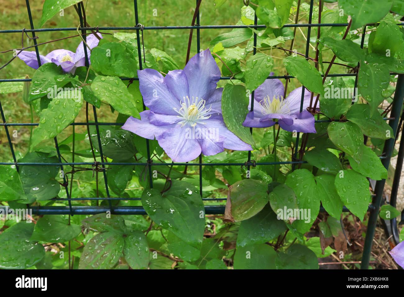 Purple clematis flowers creeping on support. Plants in the garden in ...