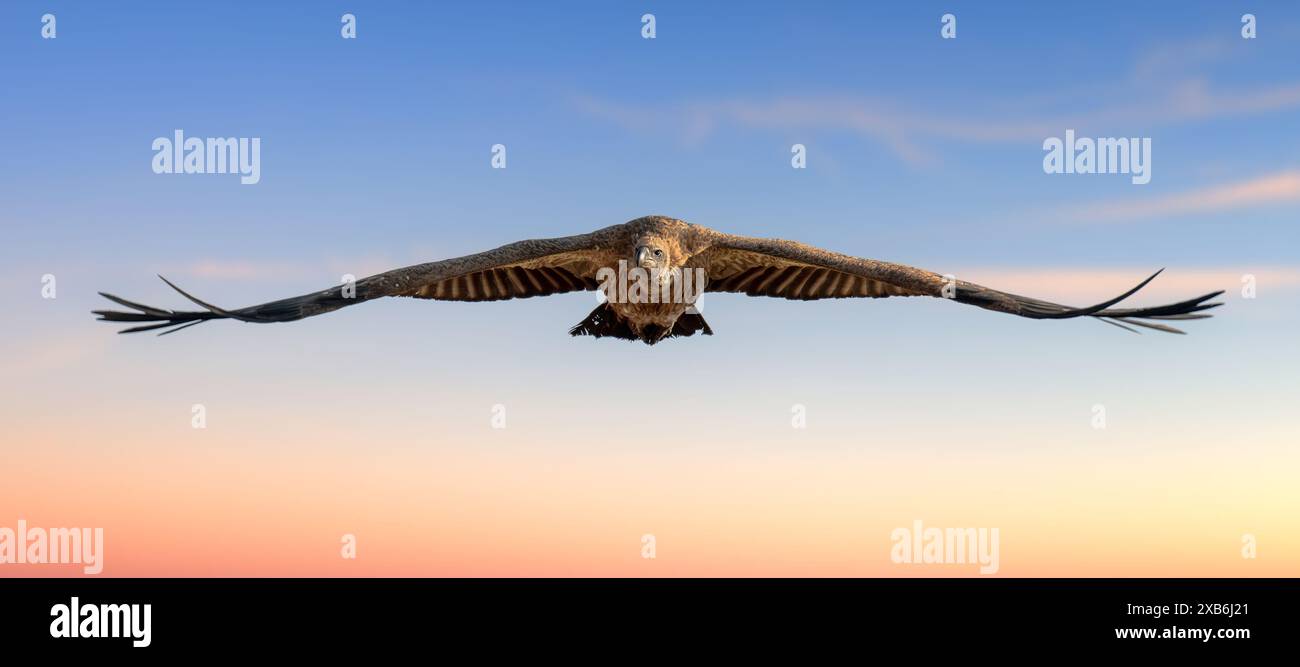 A large bird Vulture gracefully glides through the clear blue sky in ...