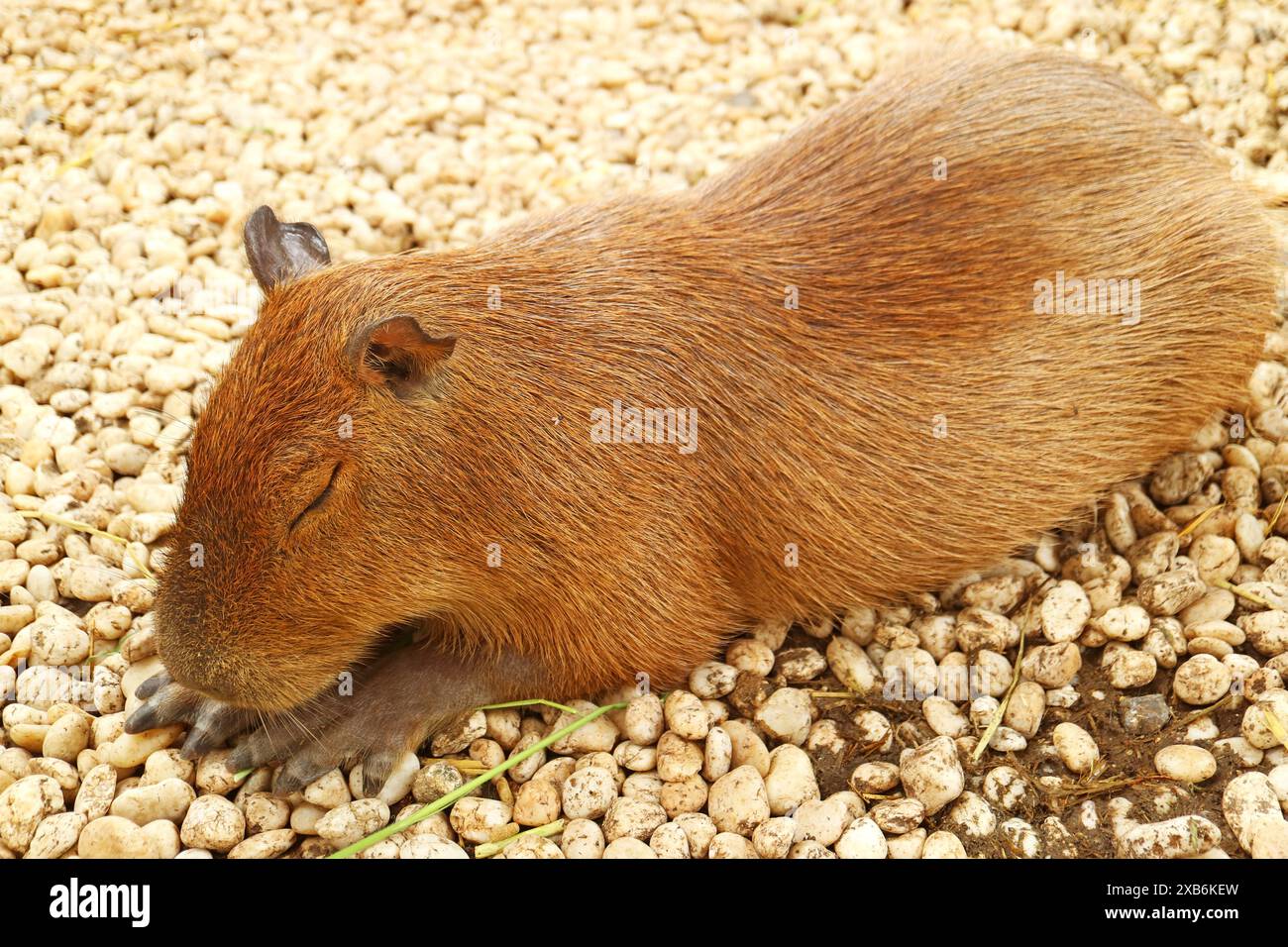 Closeup of an adorable Capybara, the World's Largest Rodent Stock Photo ...