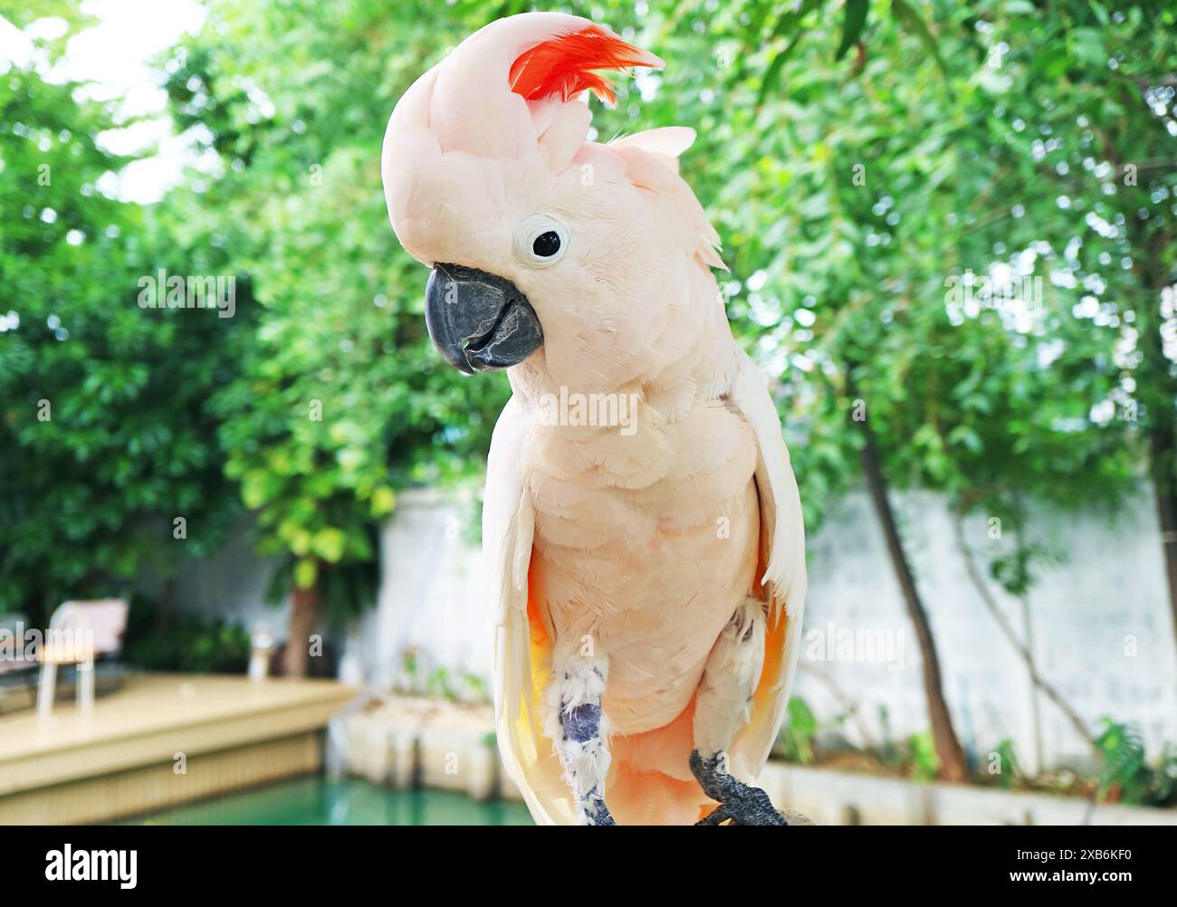 Adorable Salmon-crested Cockatoo Raising his Vibrant Red-orange Color ...