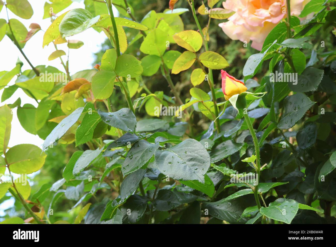Bud of tree standard rose after rain. Nature and backgrounds for design ...