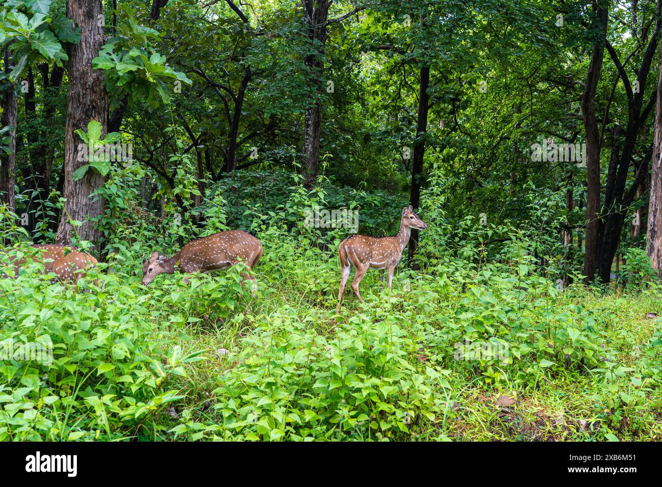 The chital also known as the spotted deer, chital deer and axis deer ...