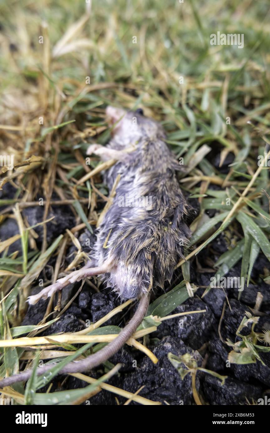 Detail of dead mammal animal in the forest, fauna Stock Photo - Alamy