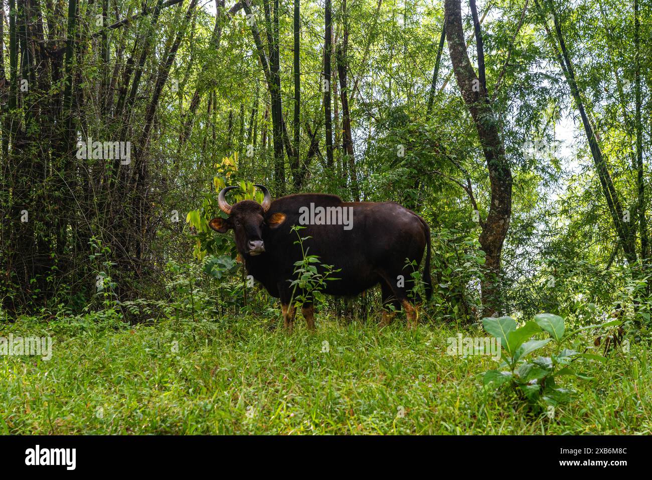 The gaur, also known as the Indian bison, is a bovine native to South ...