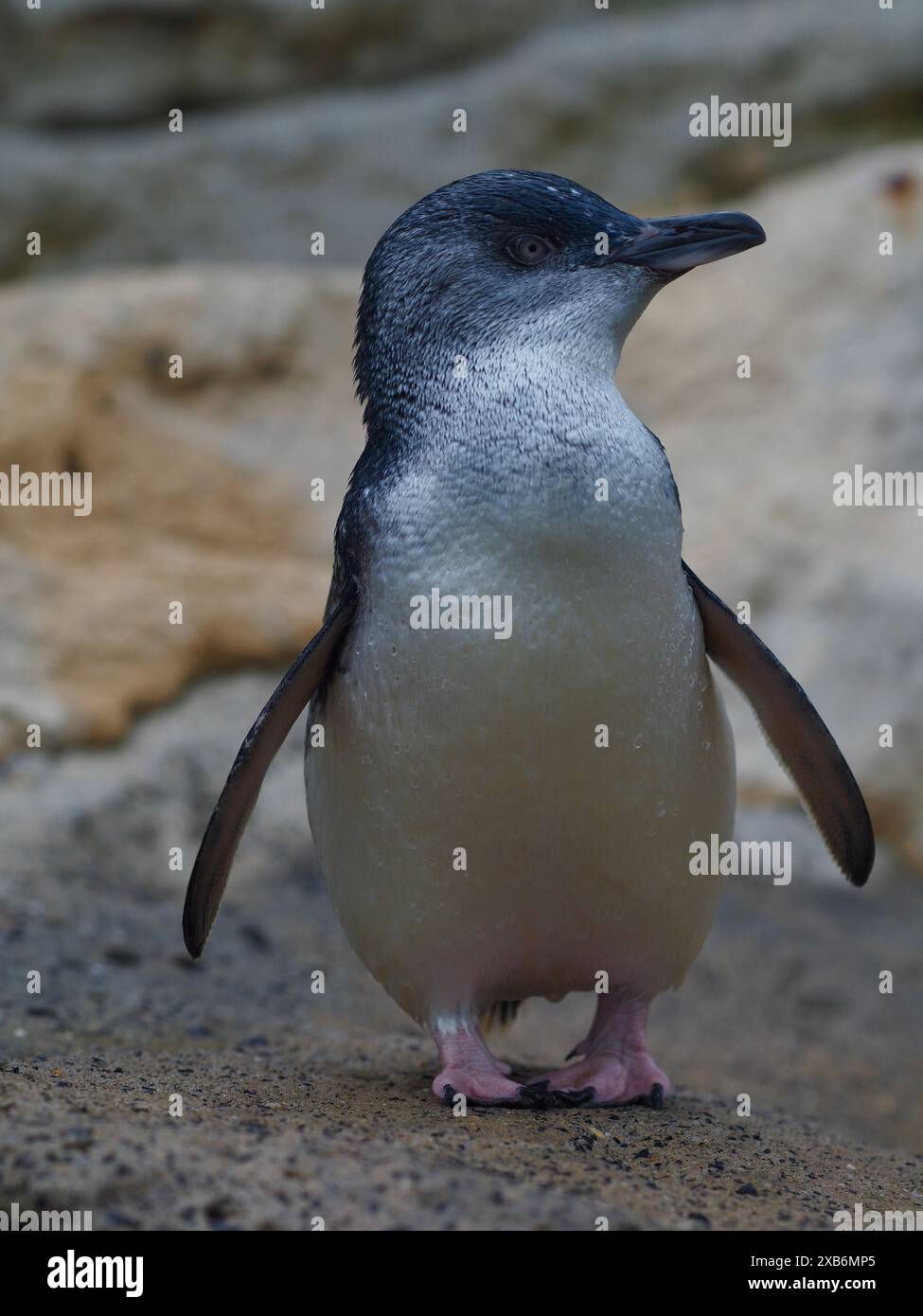 Adorable engaging Australian Little Penguin in natural beauty Stock ...