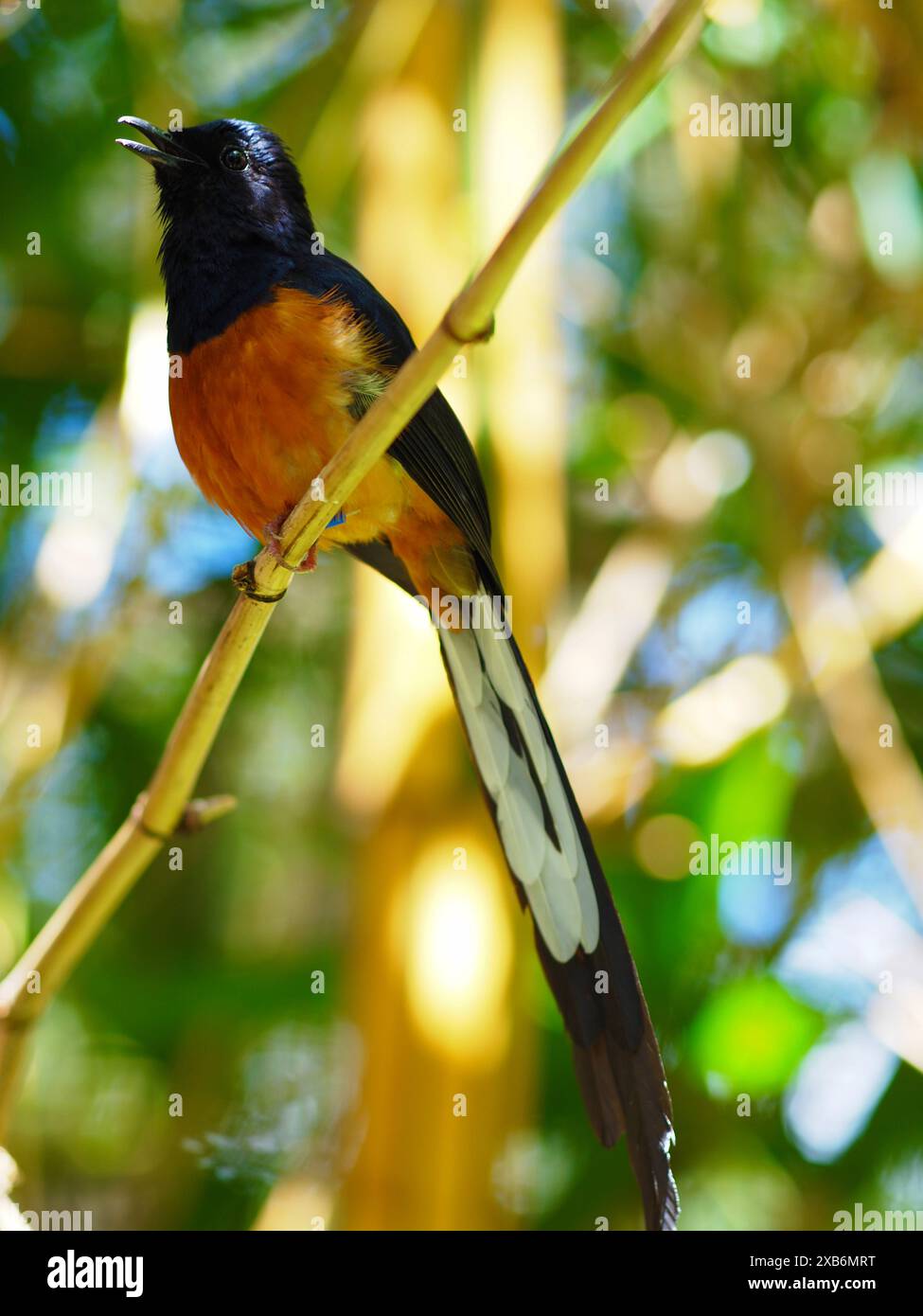 Enchanting magical male White-rumped Sharma sweetly & melodiously ...