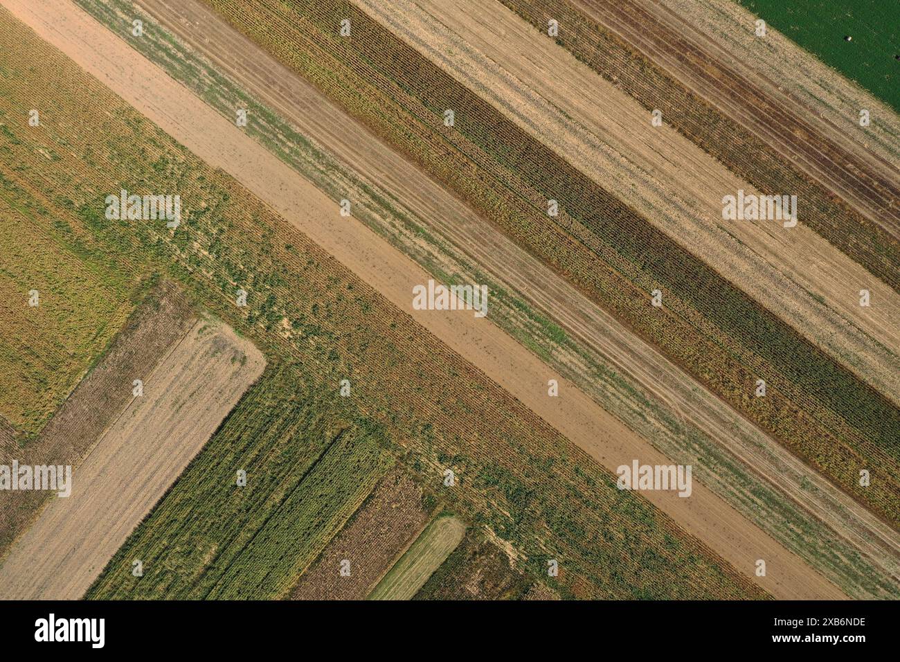 Flying above wheat field sunset hi-res stock photography and images - Alamy