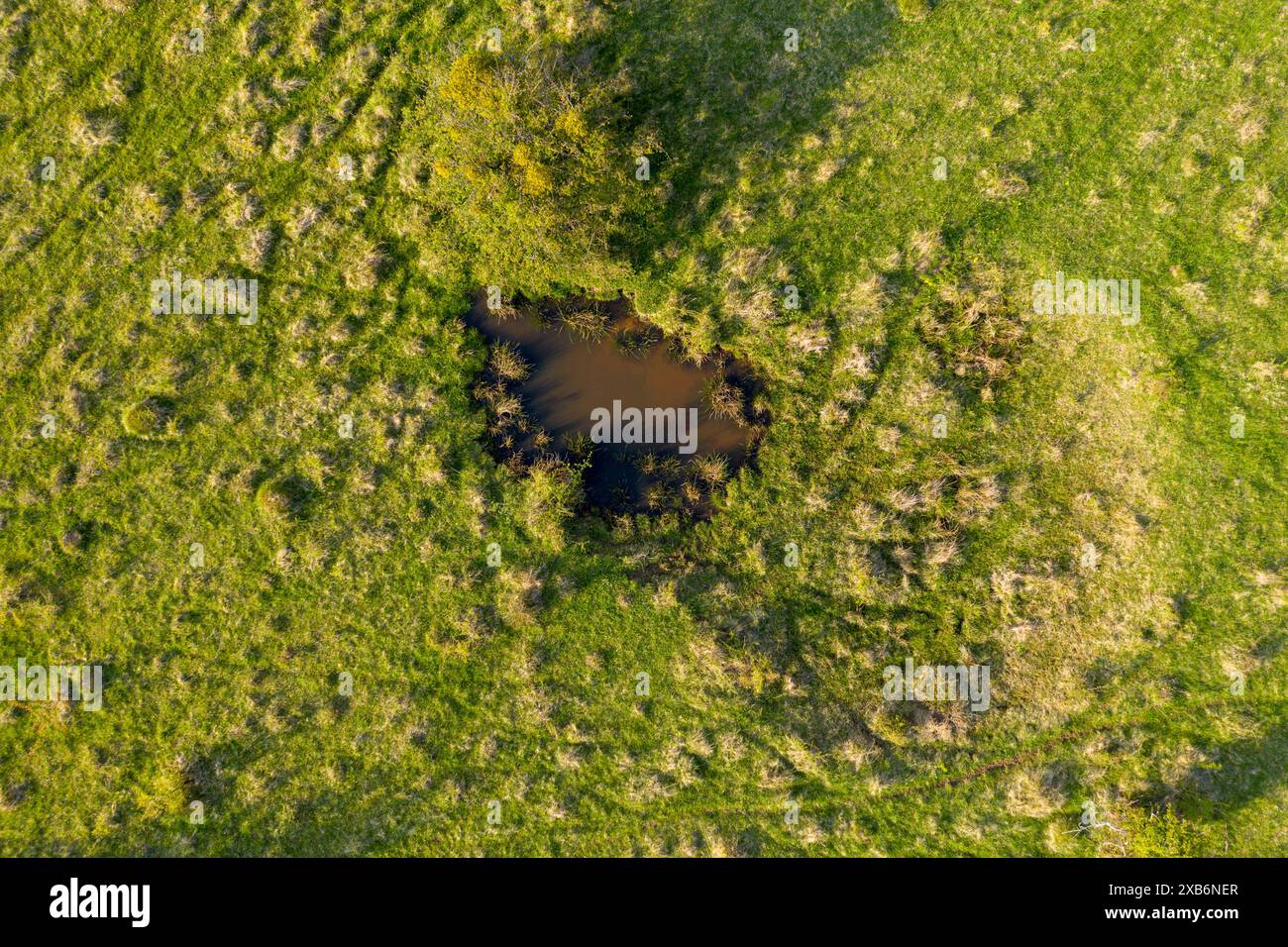 Aerial view of green pasture with small natural drinking ponds for ...