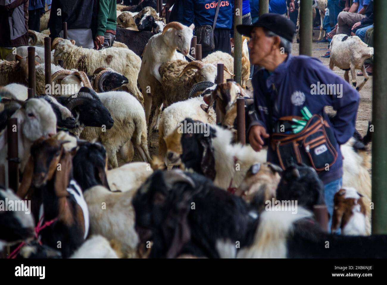 Animals marking sign hi-res stock photography and images - Alamy