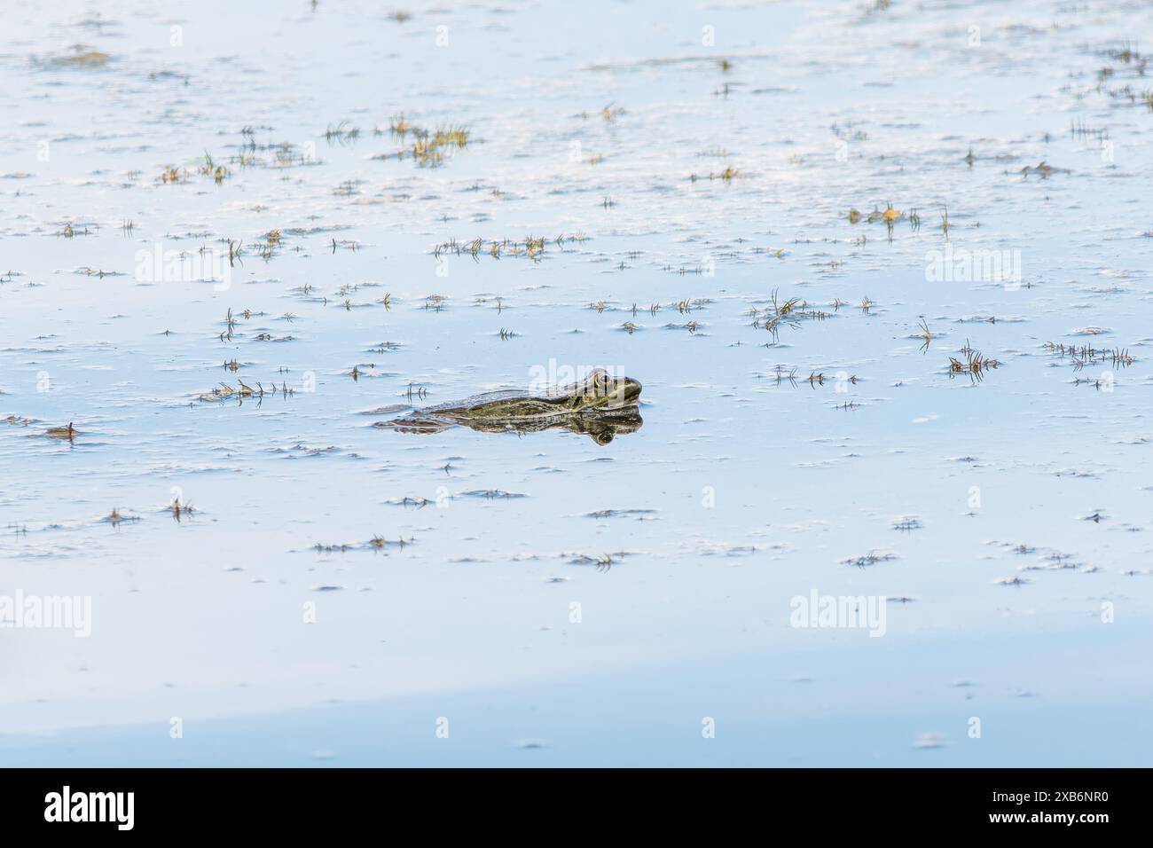 A large green frog with puffy cheeks sits in the marsh Stock Photo - Alamy