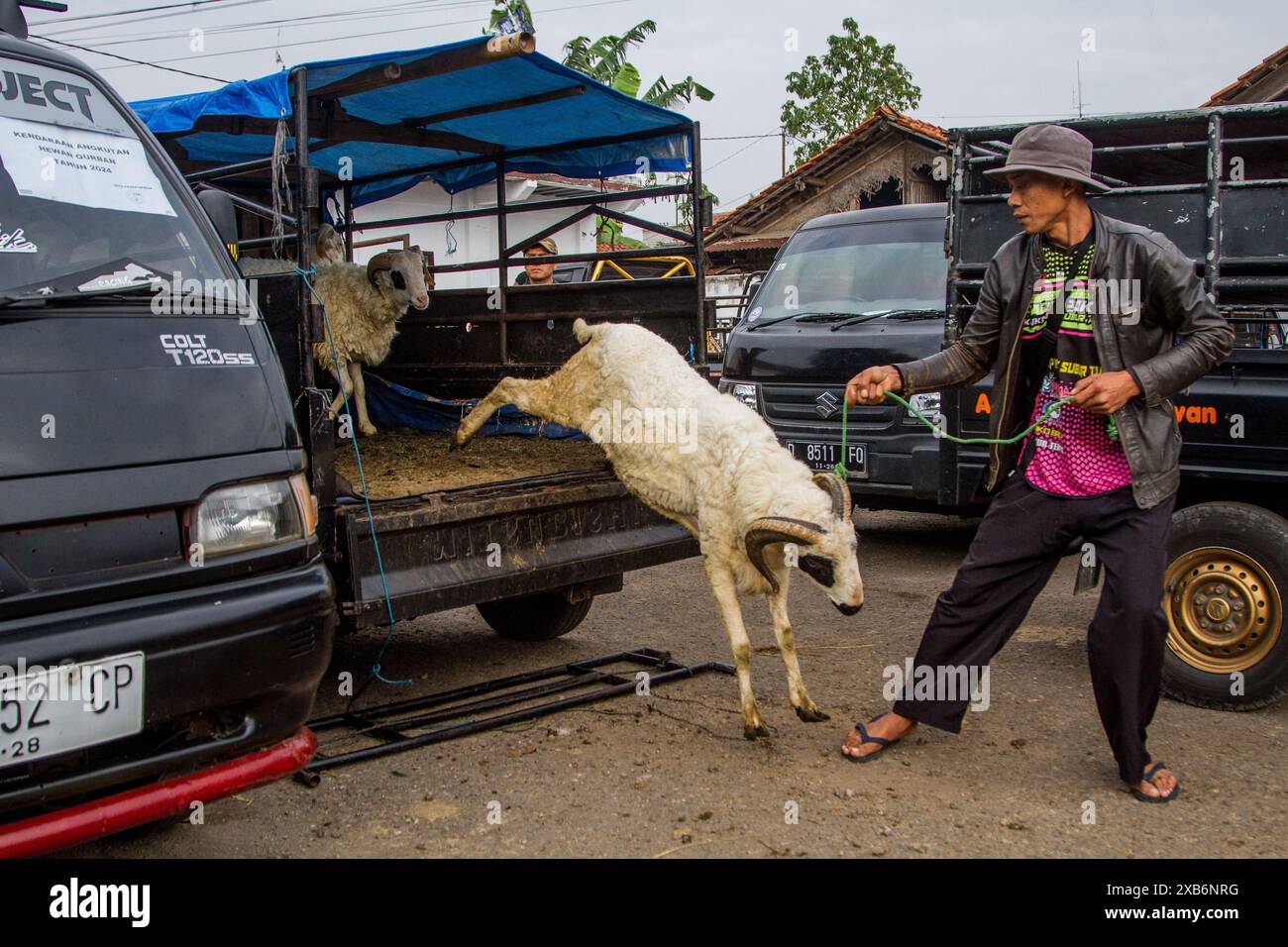 June 11, 2024, Tanjungsari, West Java, Indonesia: A man loads goat onto ...