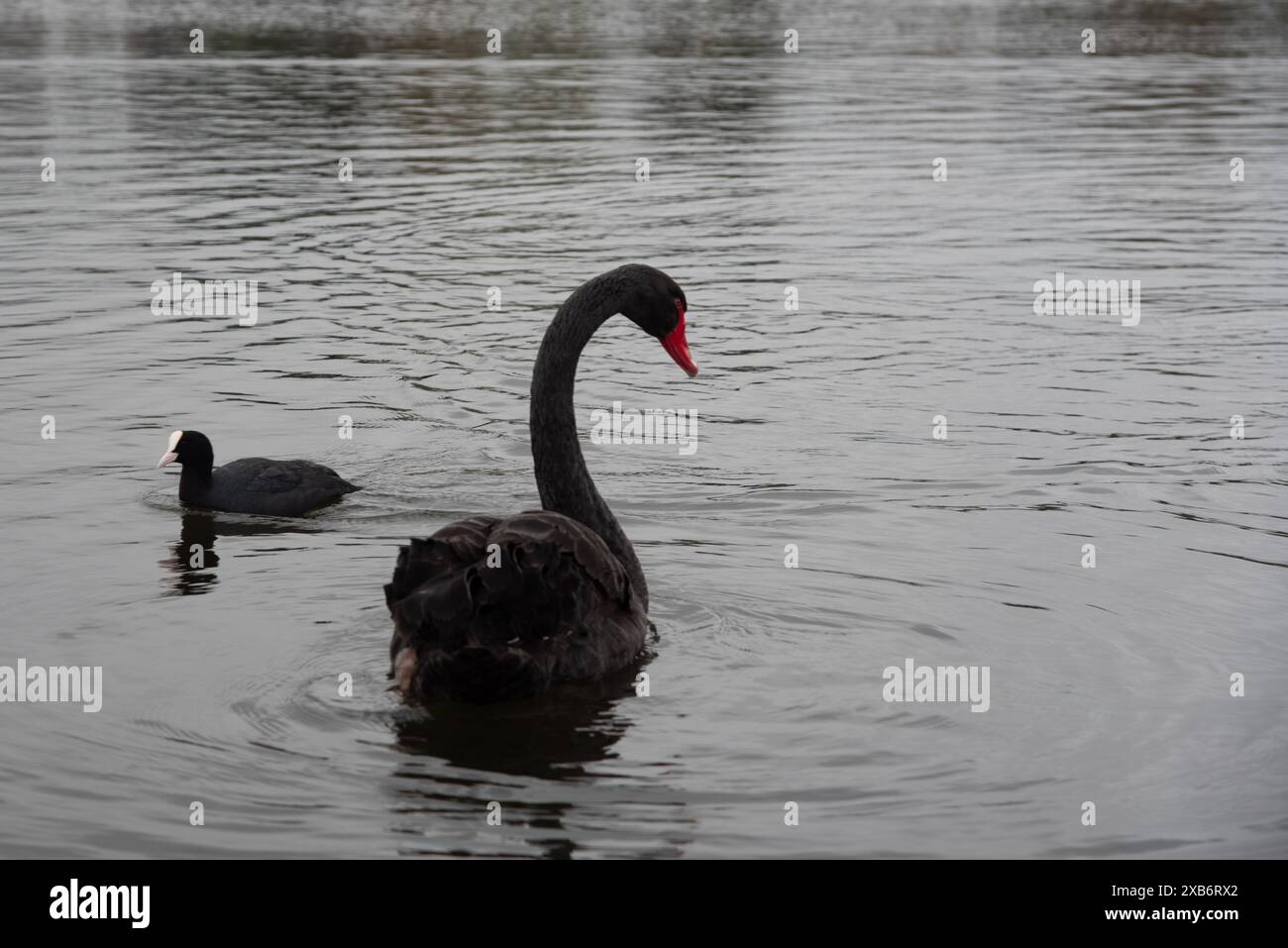 Swan nose hi-res stock photography and images - Alamy