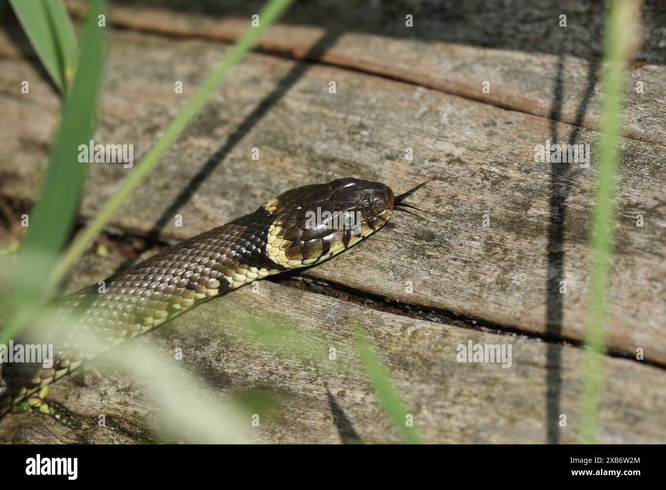 A hunting Grass Snake, Natrix natrix, poking out its forked tongue on a ...