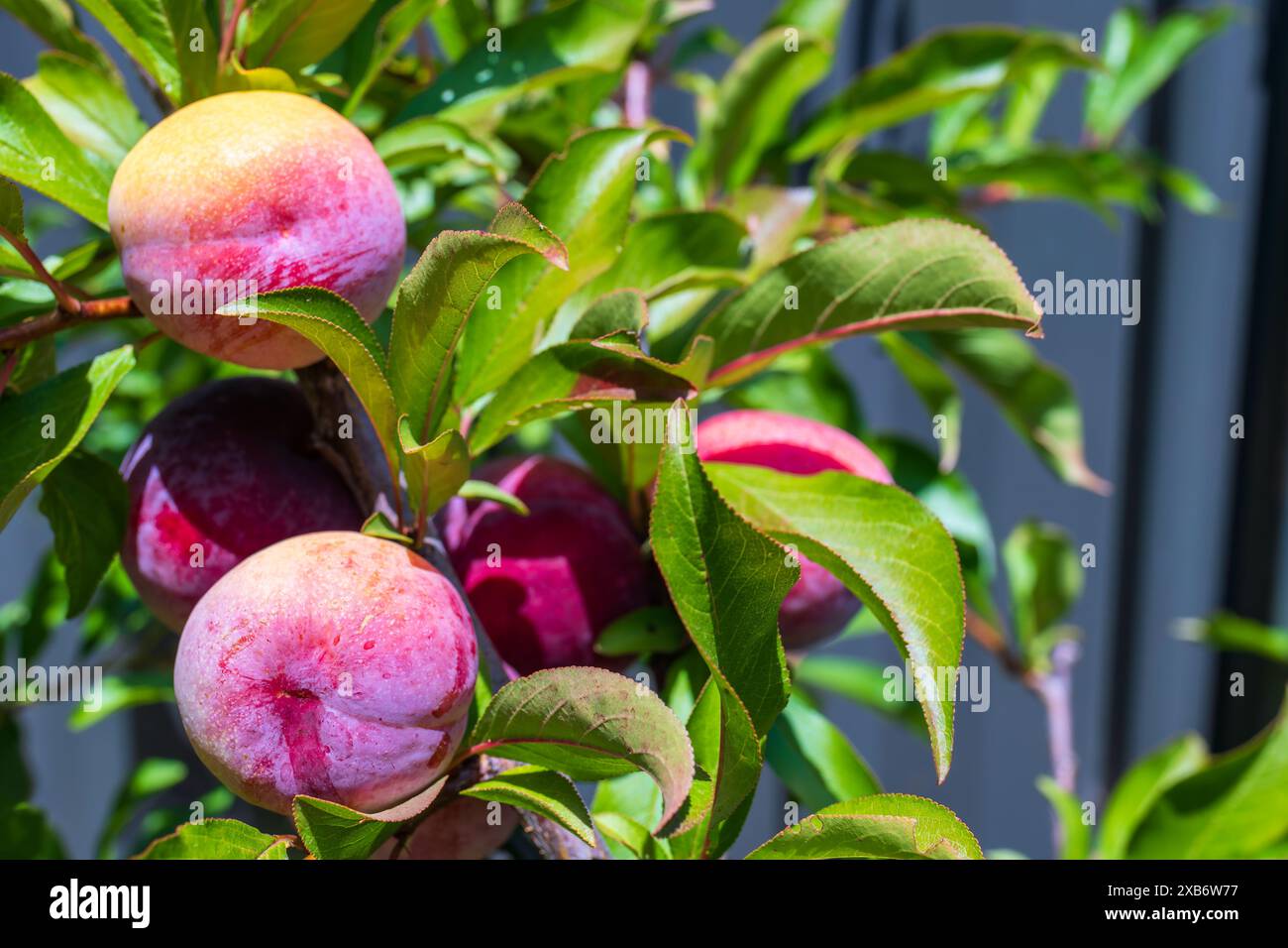 Plum tree branch with ripening big purple plums growing in the home ...