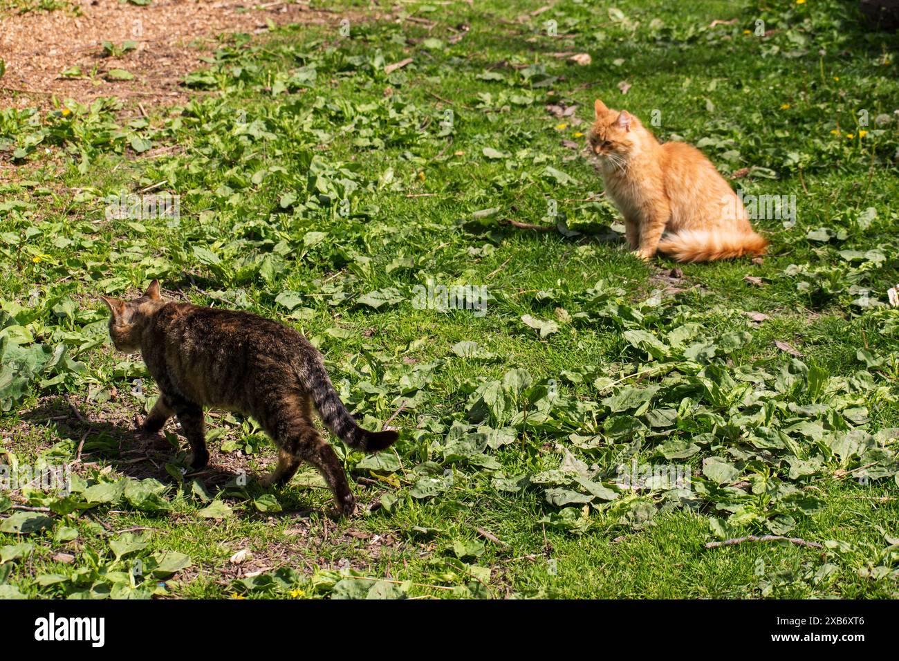 Two white cats play other hi-res stock photography and images - Alamy