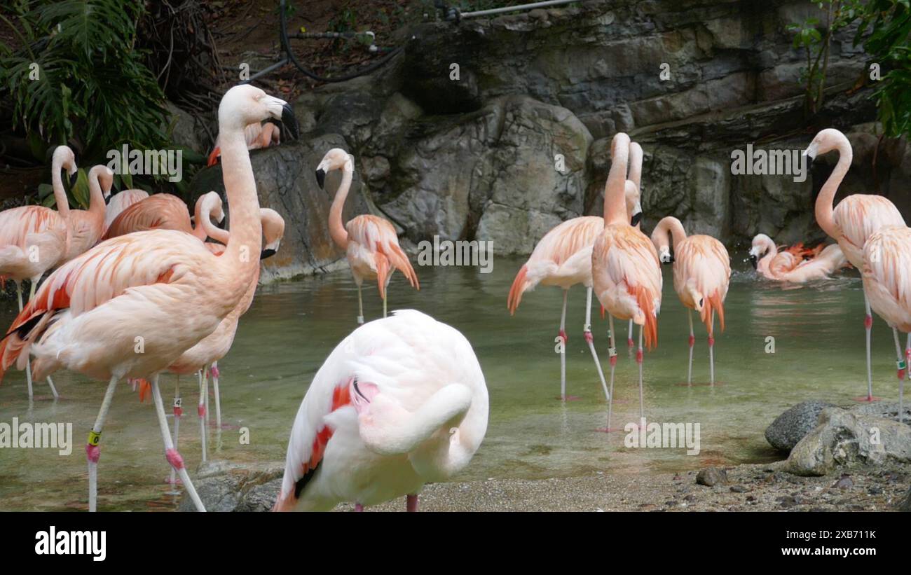 Los Angeles, California, USA 9th June 2024 Flamingos at LA Zoo on June ...