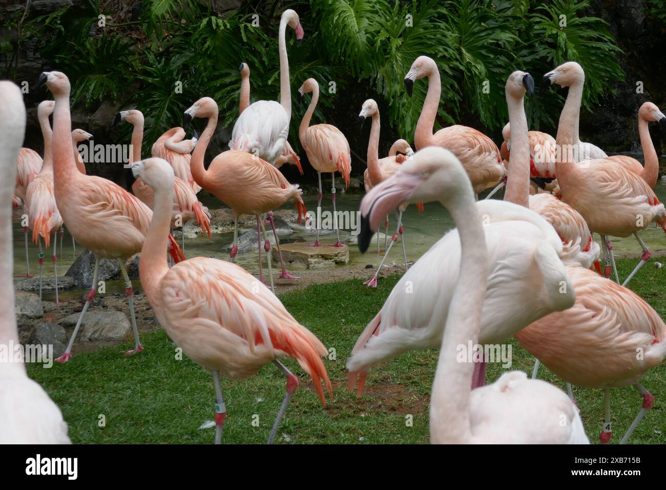 Los Angeles, California, USA 9th June 2024 Flamingos at LA Zoo on June ...