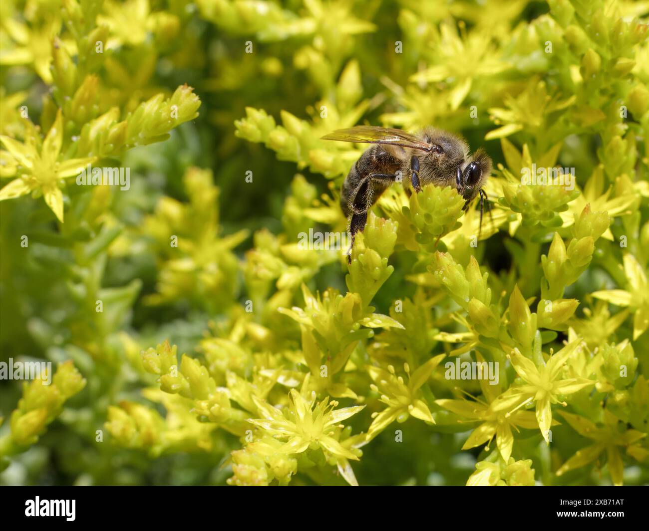 Sedum acre Aureum with a bee in the garden Stock Photo - Alamy