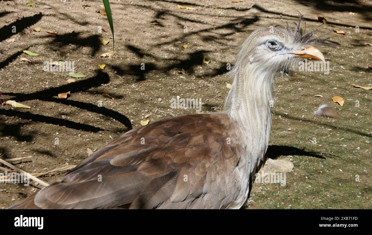 10 legged animals hi-res stock photography and images - Alamy