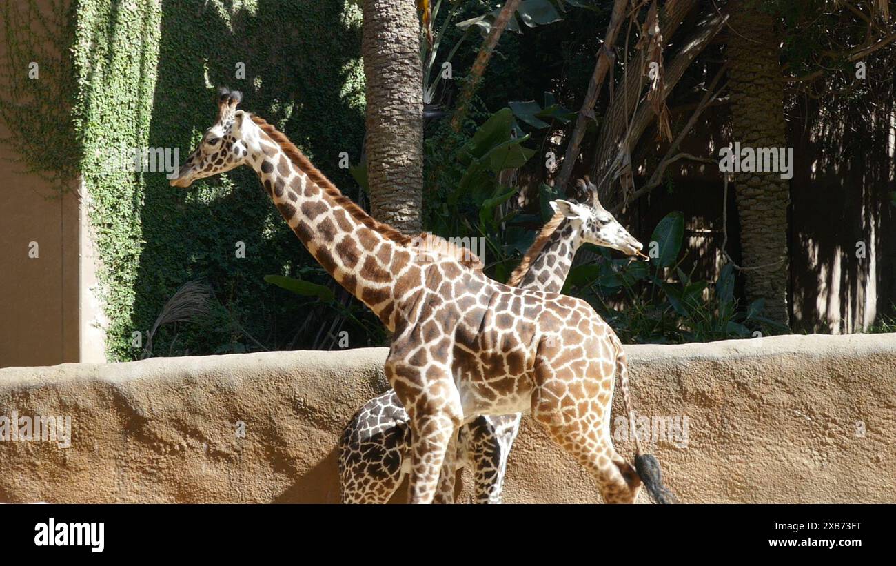 Los Angeles, California, USA 9th June 2024 Maasai Giraffes, Masai ...