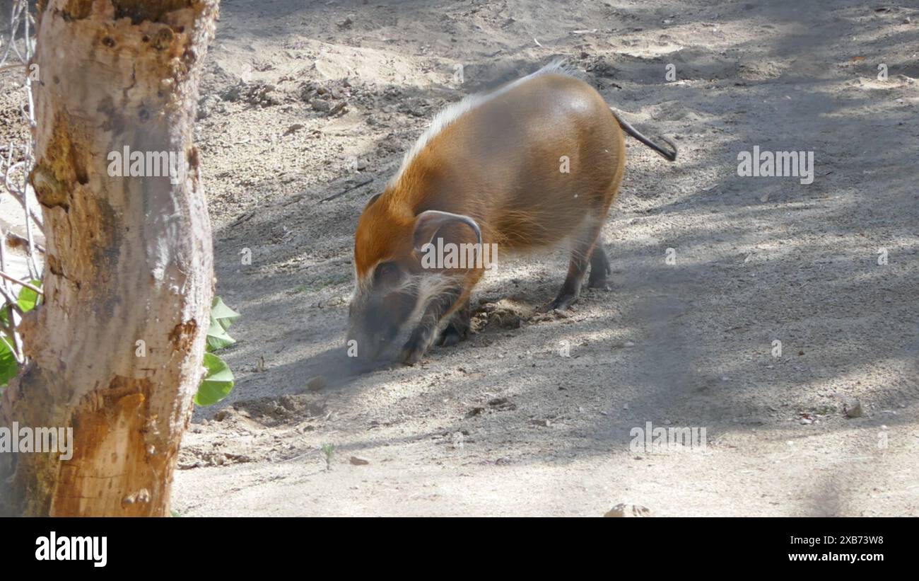 Los Angeles, California, USA 9th June 2024 Red River Hog at LA Zoo on ...