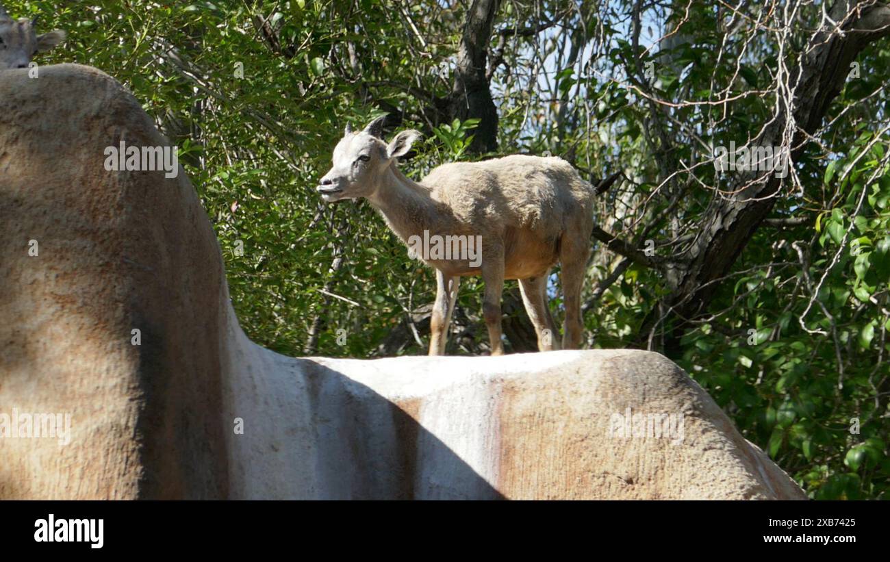 Los Angeles, California, USA 9th June 2024 Desert Mountain Sheep at LA ...