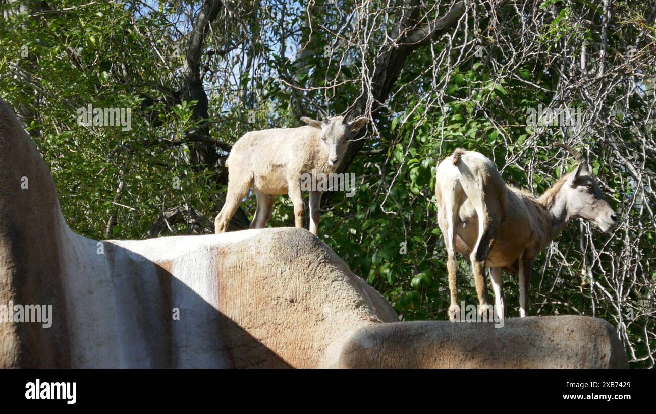 Los Angeles, California, USA 9th June 2024 Desert Mountain Sheep at LA ...