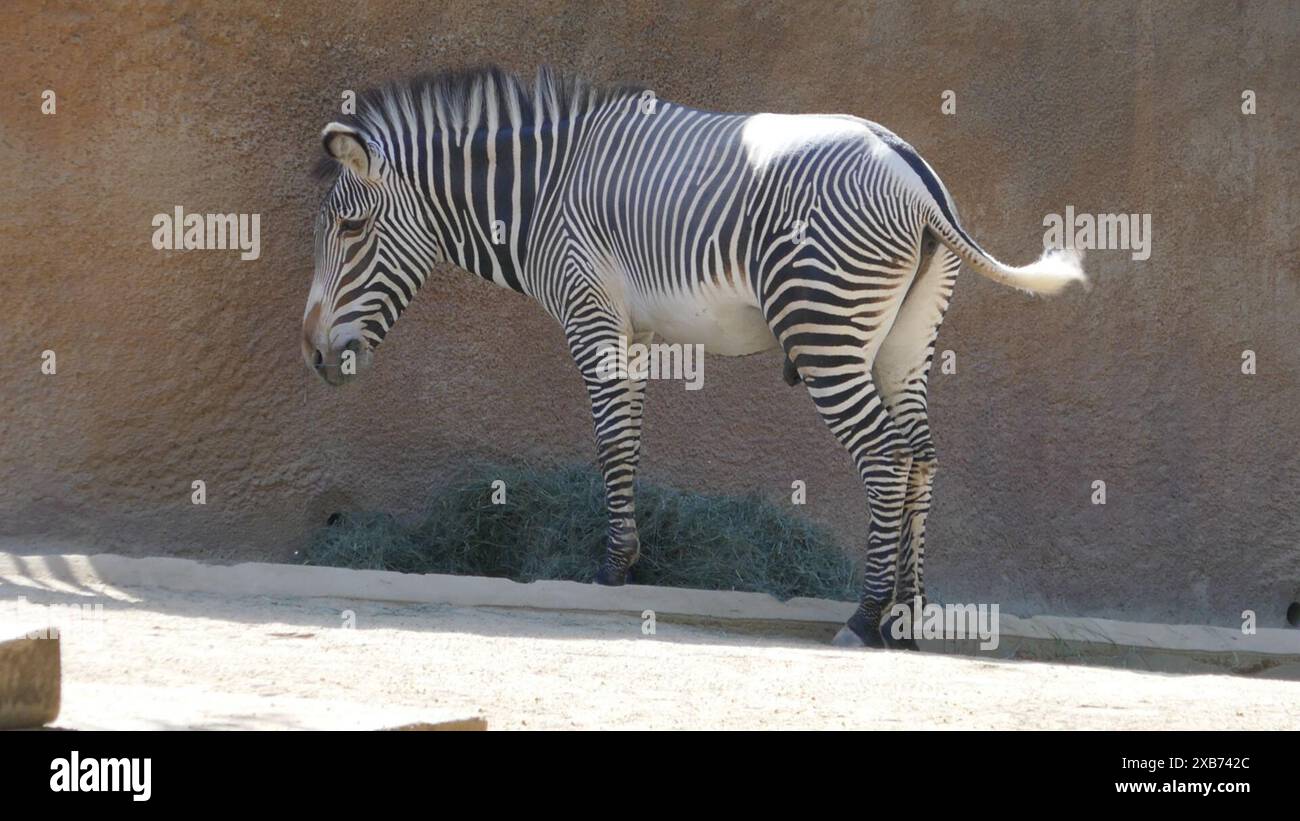 Los Angeles, California, USA 9th June 2024 GrevyÕs Zebra at LA Zoo on ...