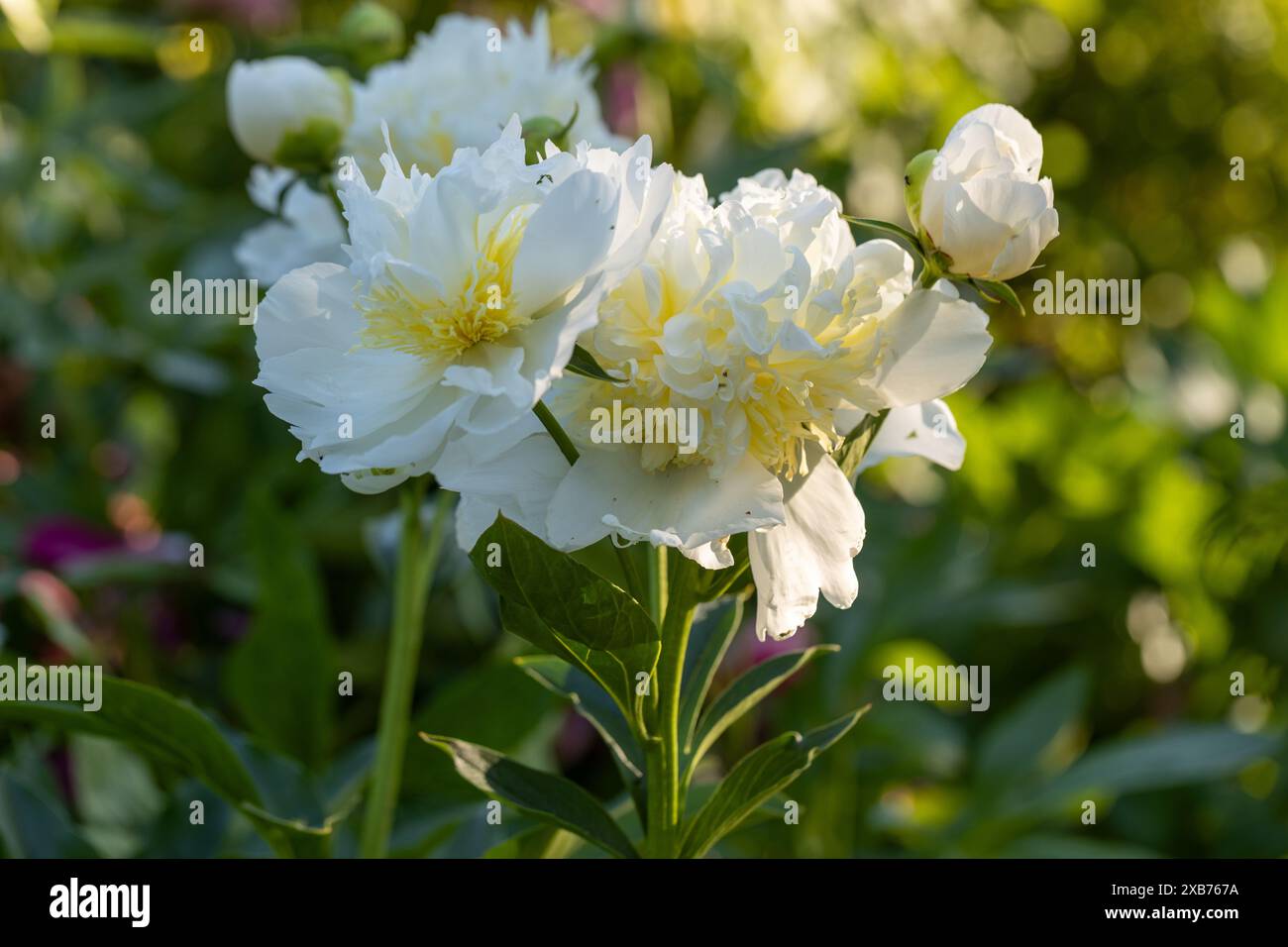 Blooming bush of bomb-shaped white and yellow peonies in the garden ...