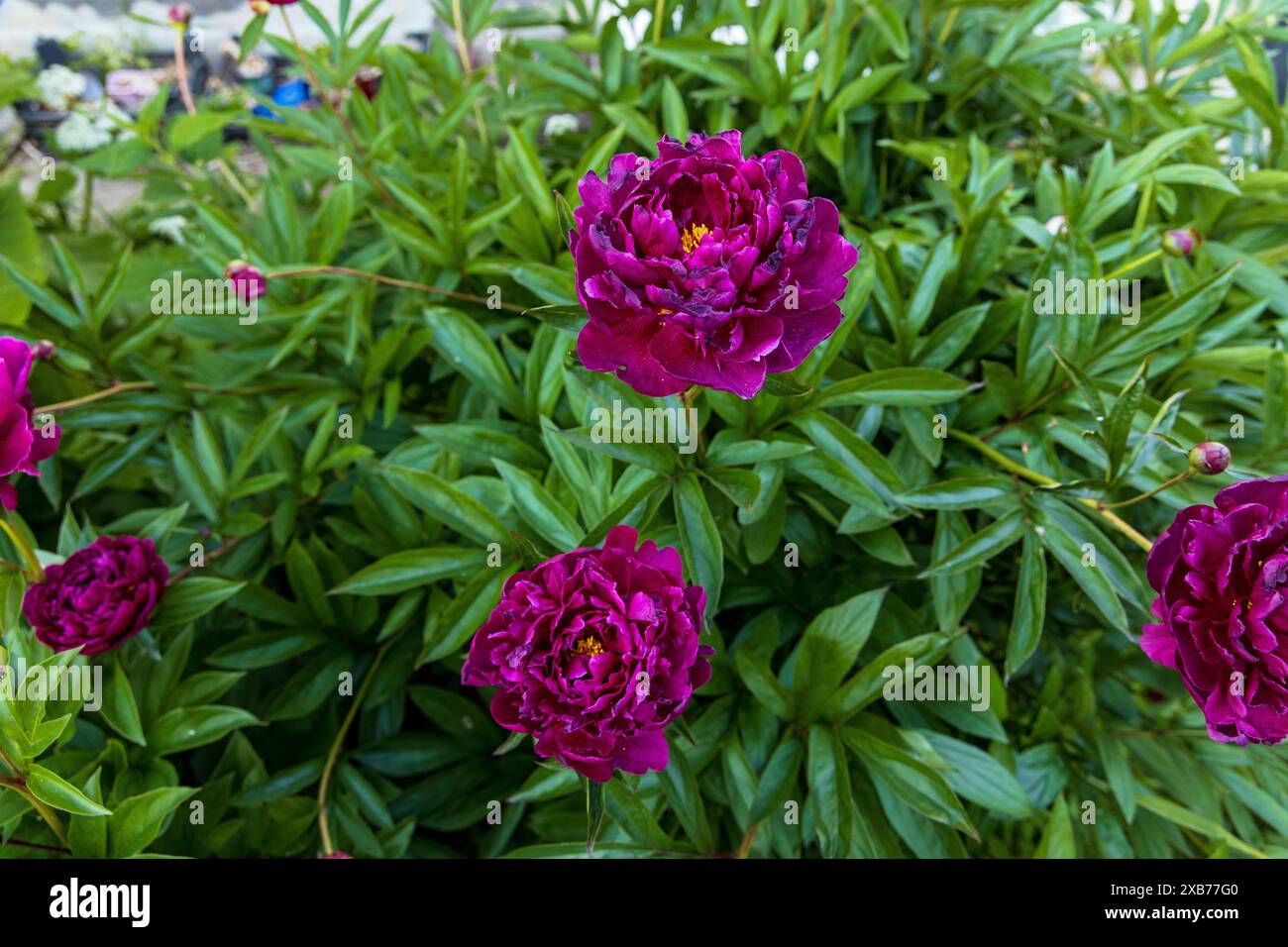 Dark pink peony flower opening its petals in the sunlight Stock Photo ...
