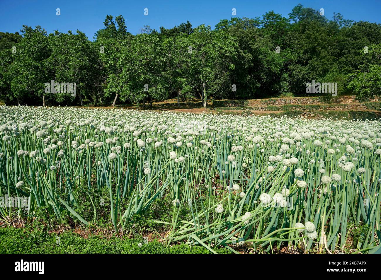 Cologne (Bs), Italy, onion cultivation Stock Photo - Alamy