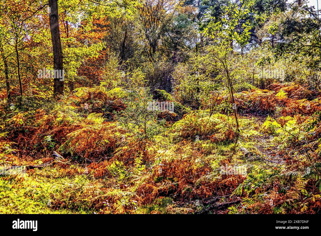 Colours of the forest, Burnham Beeches, Buckinghamshire, England Stock ...