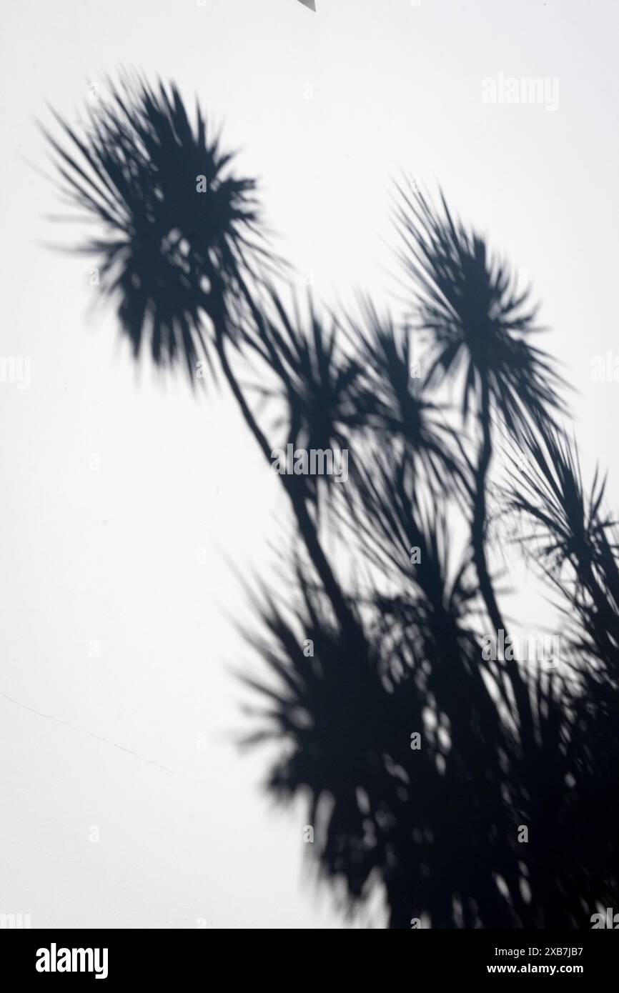Shadow of cabbage tree, Wellington, North Island, New Zealand Stock ...