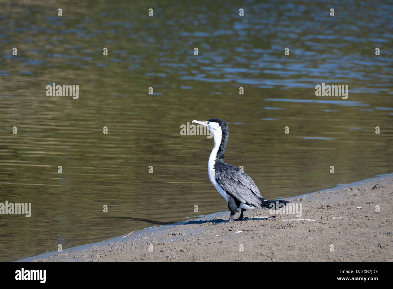 Pied shag at estuary of Waikawa Stream, Waikawa Beach, Horowhenua ...