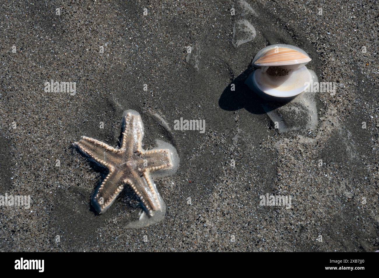 Starfish and cockle shell, Waikawa Beach, Horowhenua, North Island, New ...