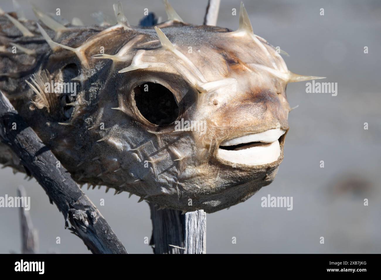 Dried puffer fish at Waikawa Beach, Horowhenua, North Island, New ...