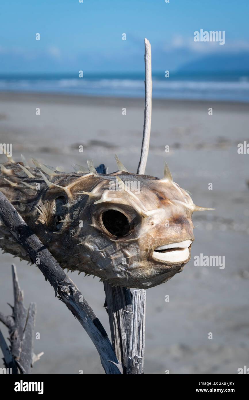 Dried puffer fish at Waikawa Beach, Horowhenua, North Island, New ...