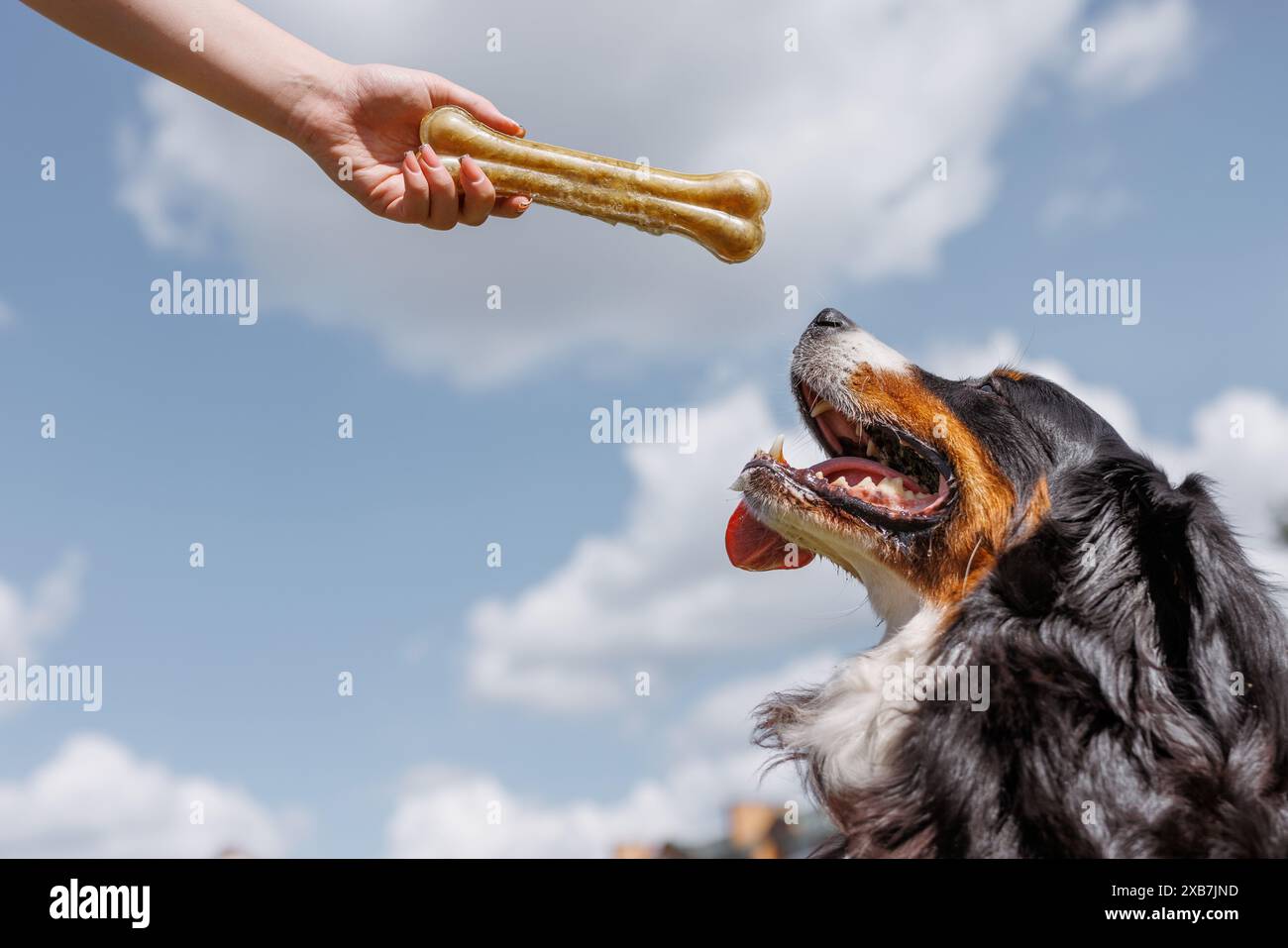 A cheerful dog eagerly reaches for a treat under a sunny sky with ...