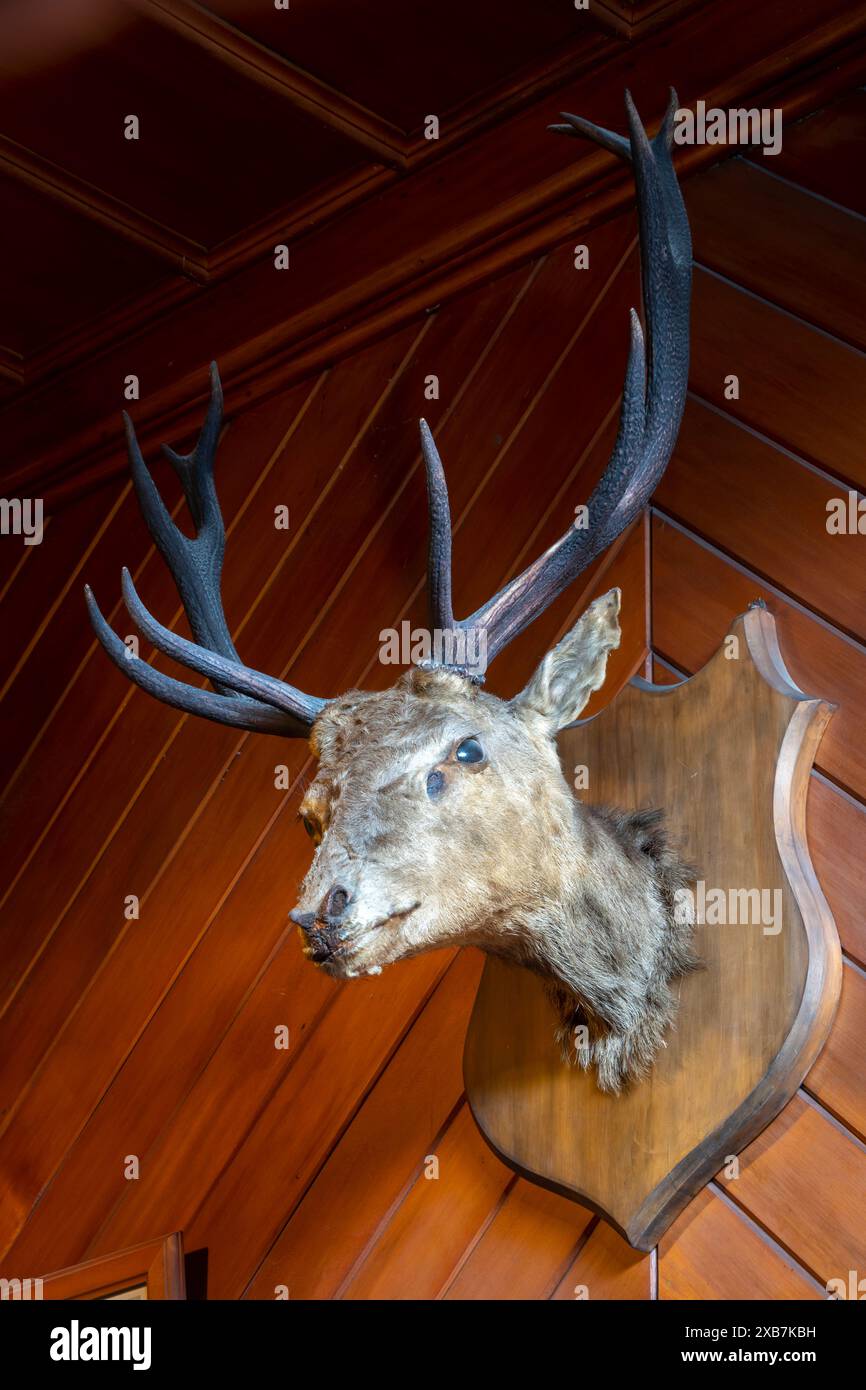 Stag head hi-res stock photography and images - Alamy