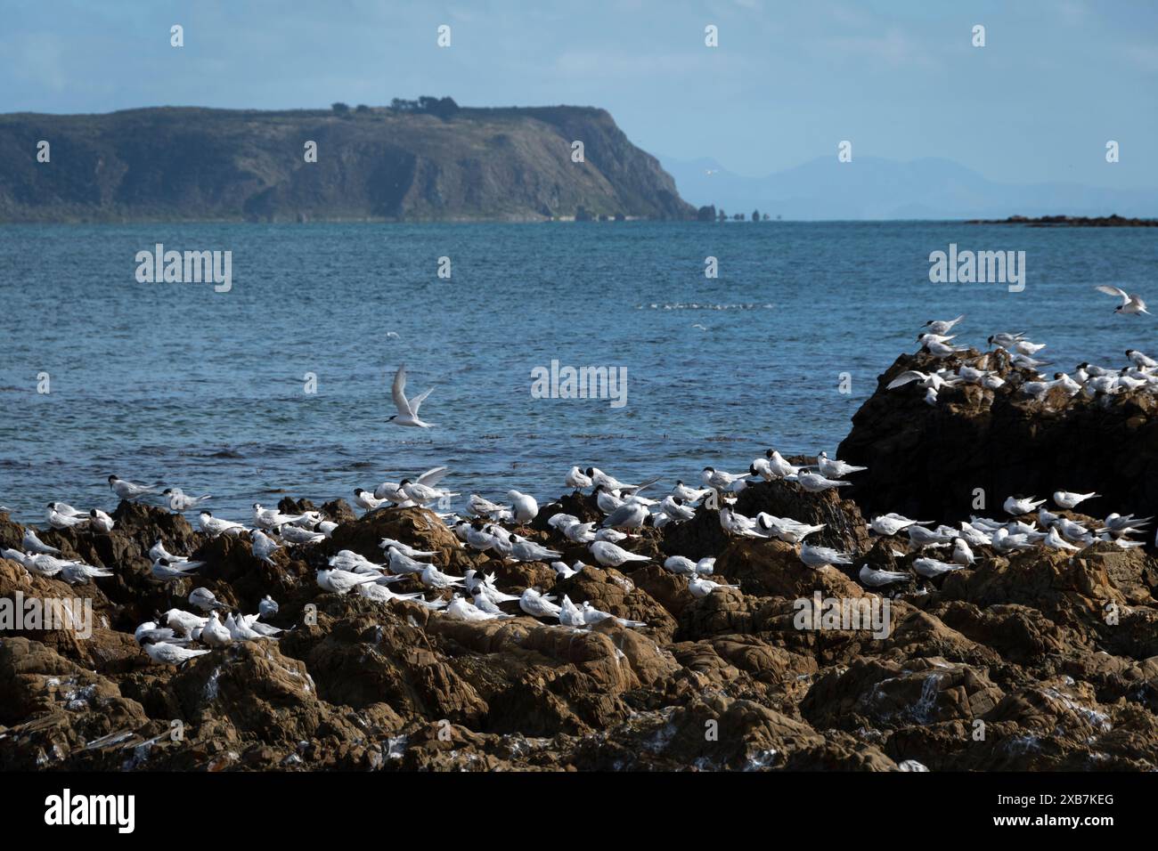 White Fronted Terns on rocks, Plimmerton, Wellington, North Island, New ...