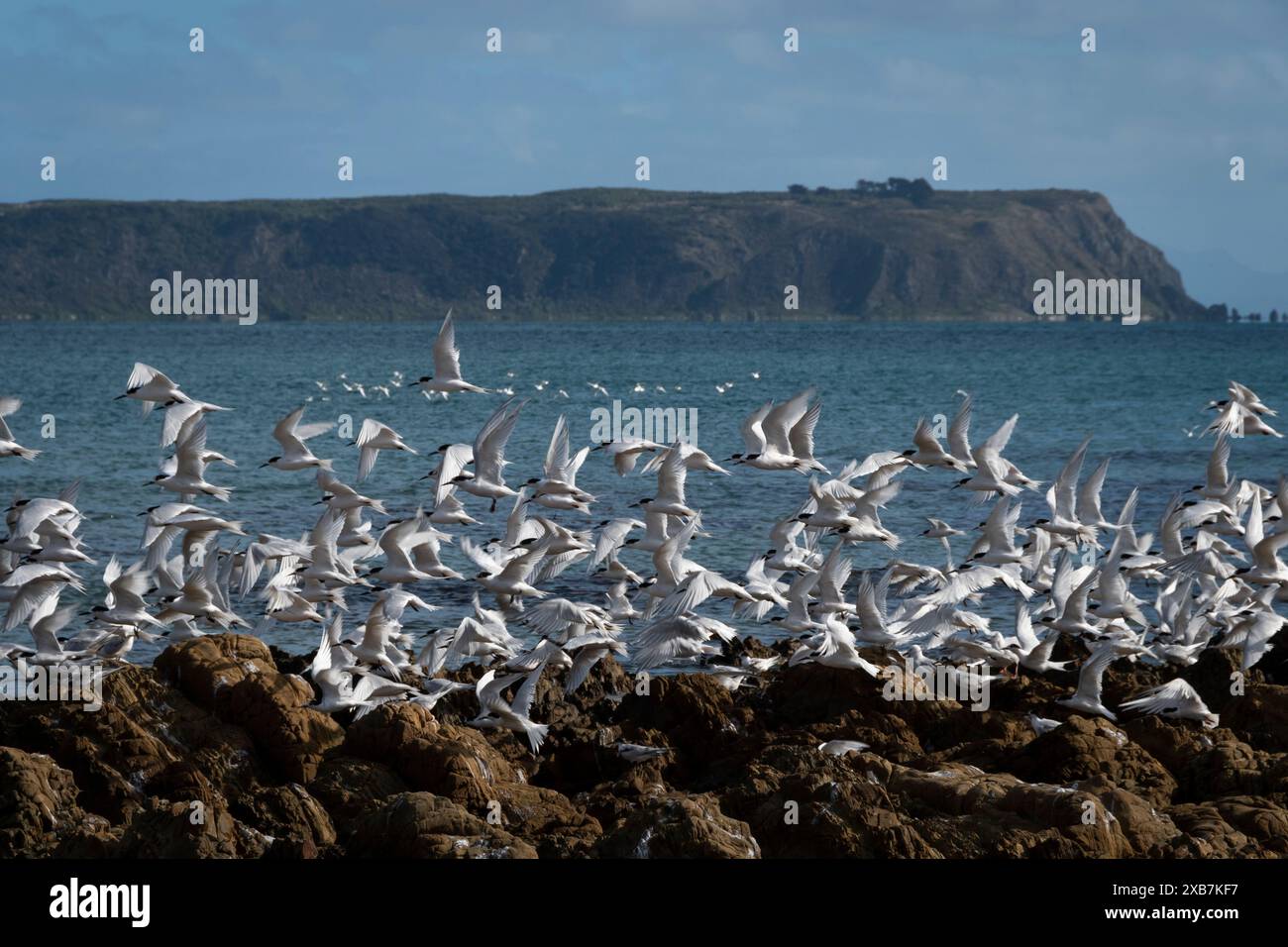 White Fronted Terns on rocks, Plimmerton, Wellington, North Island, New ...