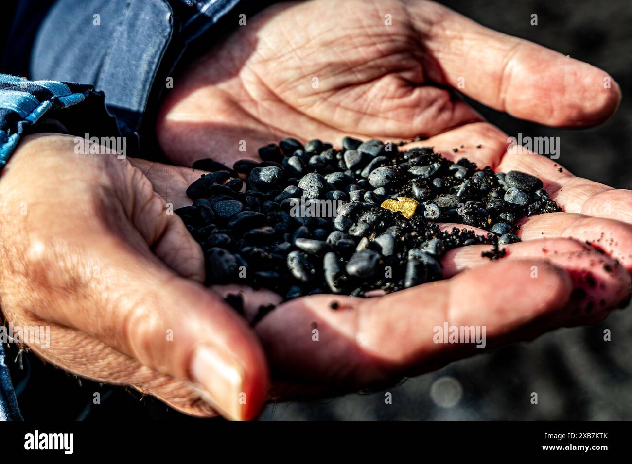 A hand holding a handful of black rocks with a gold speckled one Stock ...
