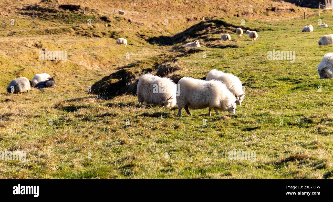 A herd of sheep are grazing in a field. The sheep are scattered ...
