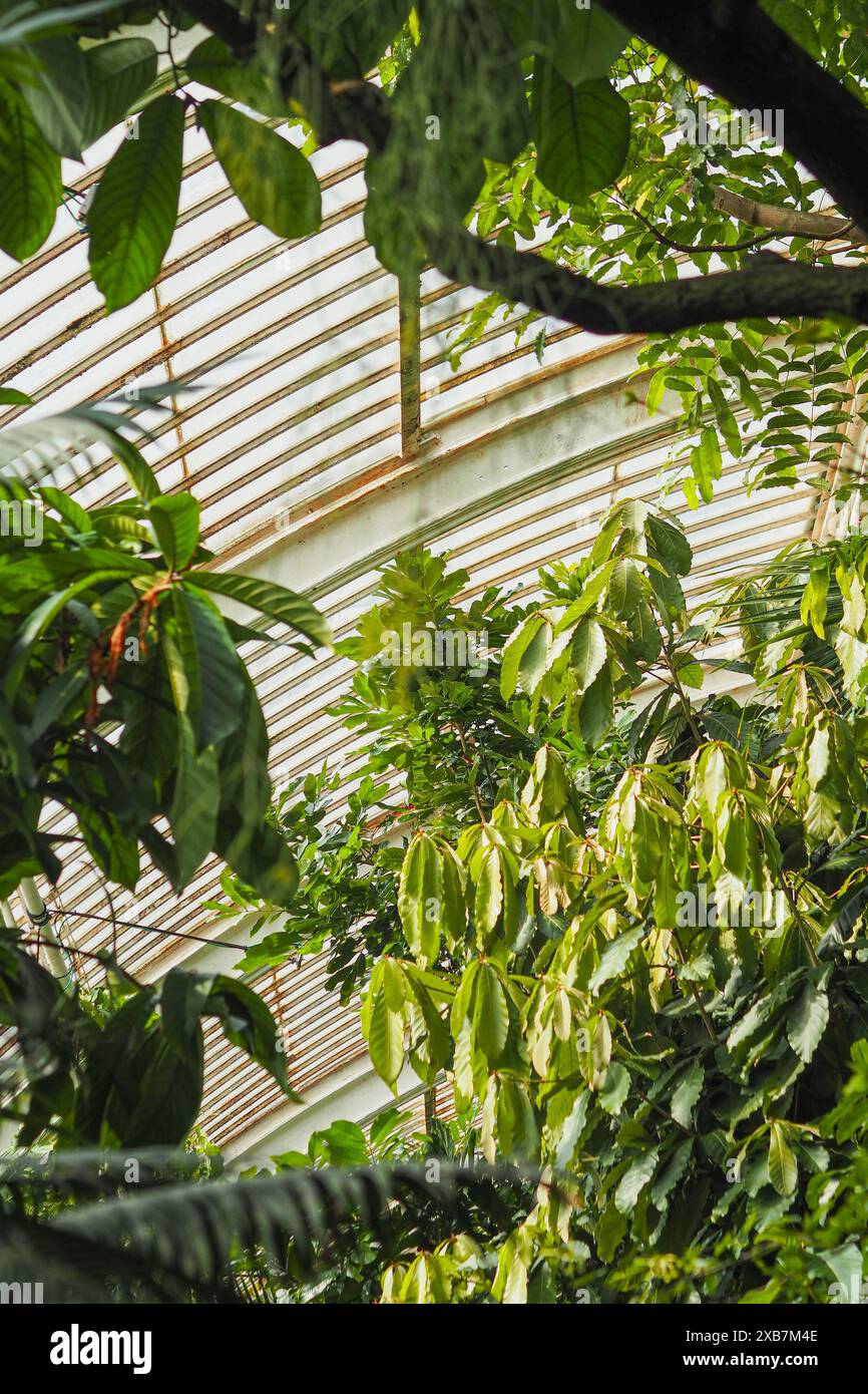Lush trees fill hi-res stock photography and images - Alamy
