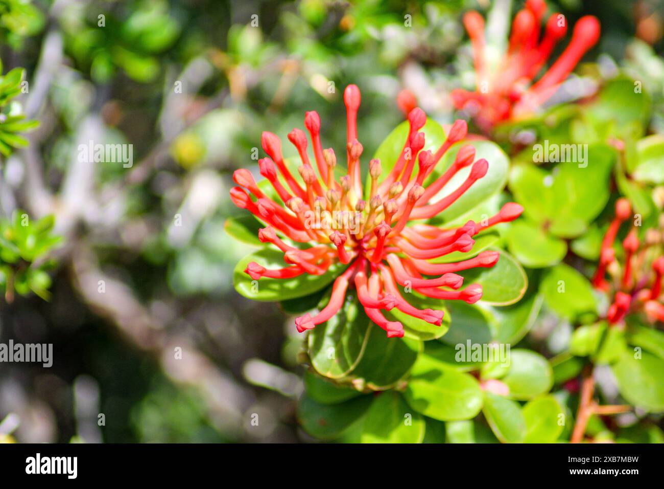 Radiant red blooms hi-res stock photography and images - Alamy