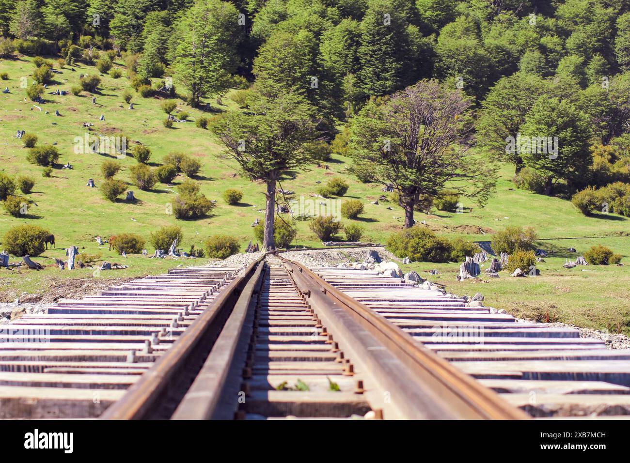 Wooden train track split in half with two tracks visible Stock Photo ...