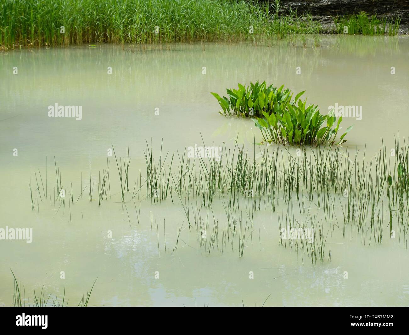 An Algae-covered pond in a field with trees and grasses Stock Photo - Alamy