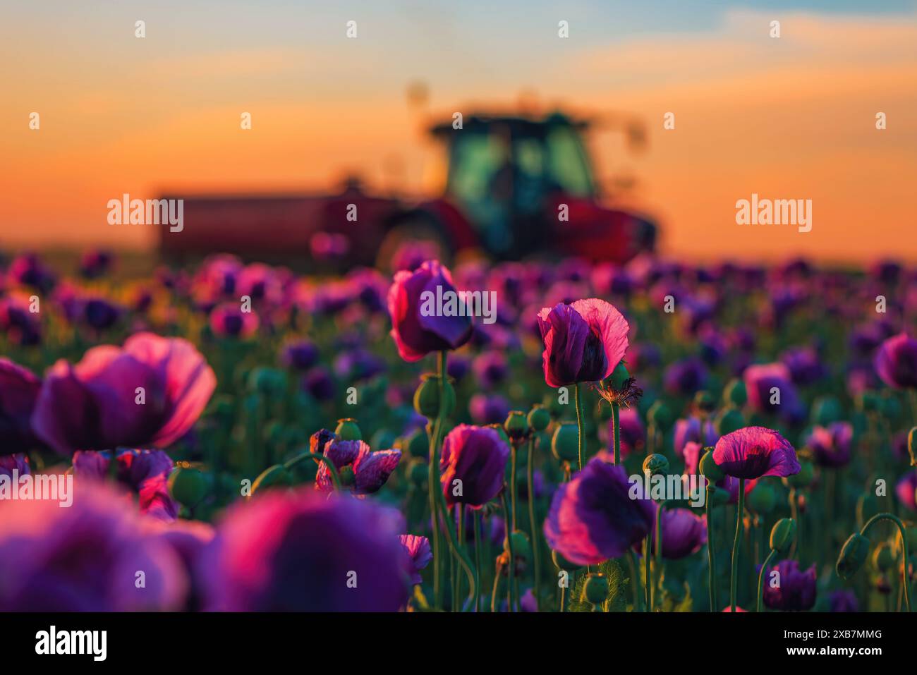 Agricultural tractor driving through cultivated opium poppy plantation ...